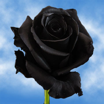 50 Black Roses,Overnight | GlobalRose