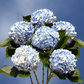 Blue Hydrangea Flower | Global Rose