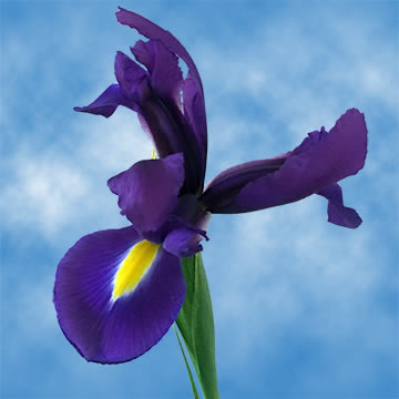 Blue Iris Flowers For Sale Online | GlobalRose