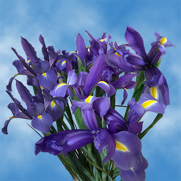 Blue Iris Flowers For Sale Online | GlobalRose