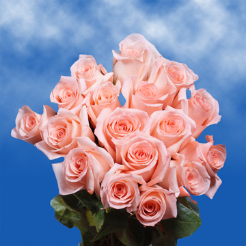 Blush Pink Roses | GlobalRose