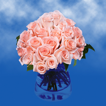 Blush Pink Roses | Global Rose