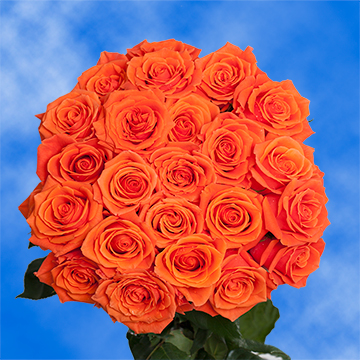 Bright Orange Cayenne Roses Delivered Free | GlobalRose
