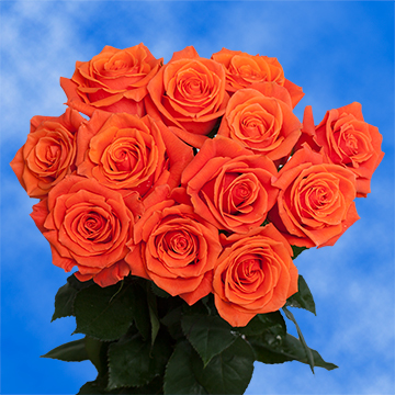Bright Orange Cayenne Roses Wholesale to the Public | GlobalRose