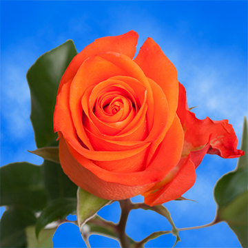 Bright Orange Wholesale Roses Bright Orange Roses | GlobalRose
