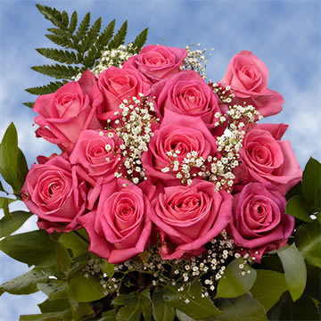 Dozen Roses Hot Pink | GlobalRose
