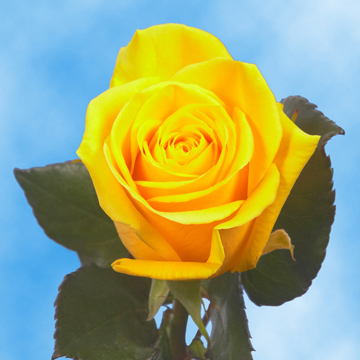 Bright Yellow Roses | GlobalRose