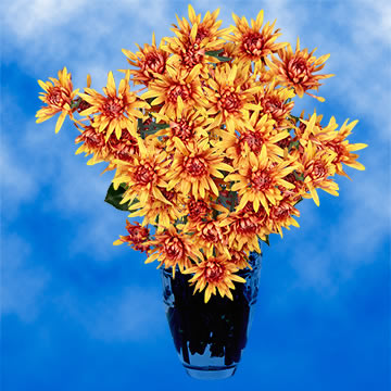 Bronze Cushion Pom Poms | GlobalRose