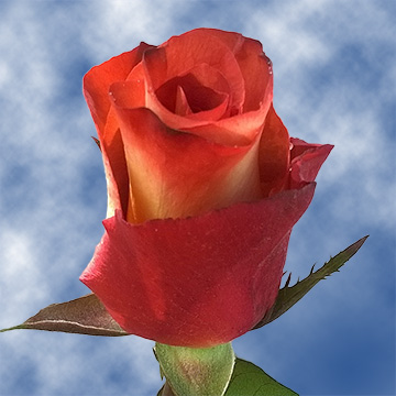 Brown Cream Colors Leonidas Roses Bulk Flowers Growers Direct | GlobalRose