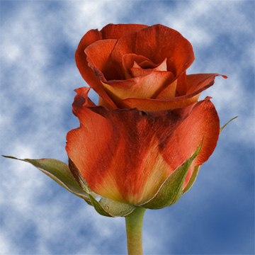 Brown Cream Colors Leonidas Roses Bulk Flowers Growers Direct | GlobalRose