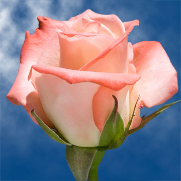 Cream And Pink Rose | Global Rose