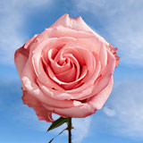 Peach Roses Professional Flowers Delivery High and Arena Roses | Global ...