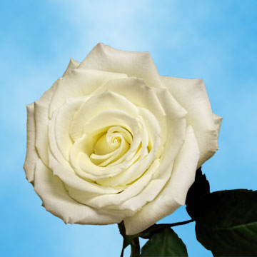 Bulk White Roses | GlobalRose