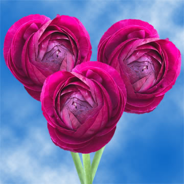 Burgundy Ranunculus Flowers Wholesale Prices | GlobalRose