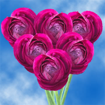 Burgundy Ranunculus Flowers Wholesale Prices | GlobalRose