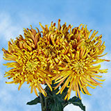 Bronze Disbud Pom Poms | GlobalRose