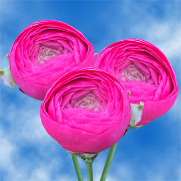 Buy Dark Pink Ranunculus Flower Delivery | GlobalRose