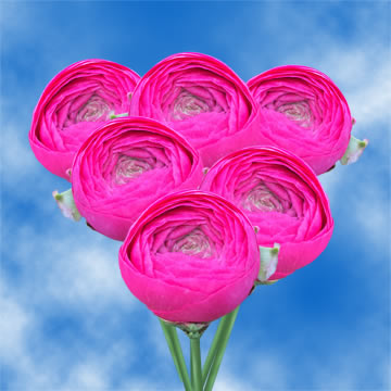 Buy Dark Pink Ranunculus Flower Delivery | GlobalRose