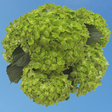 Buy Green Emerald Hydrangea Flowers Online 10 stems | GlobalRose