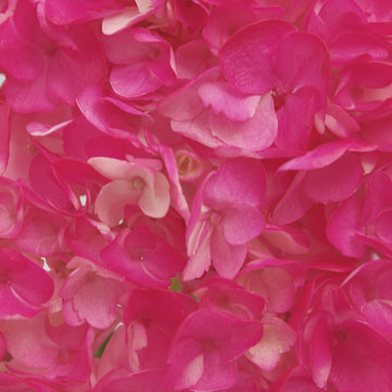 Buy Hot Pink Hydrangea Flowers Online | GlobalRose