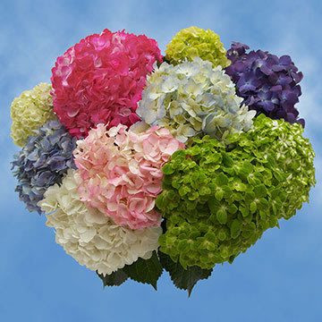 Buy Hydrangeas Fresh Premium Flowers For Sale | GlobalRose