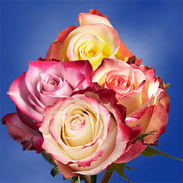 Buy Multi Colored Roses | GlobalRose
