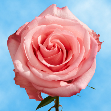 Buy Pink Roses | Global Rose