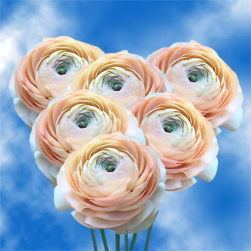 Buy ranunculus Peach Flowers For Sale | GlobalRose