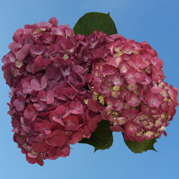 Buy Rasberry Hydrangea Flowers Online | GlobalRose