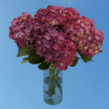 Buy Rasberry Hydrangea Wholesale Flowers Online | GlobalRose
