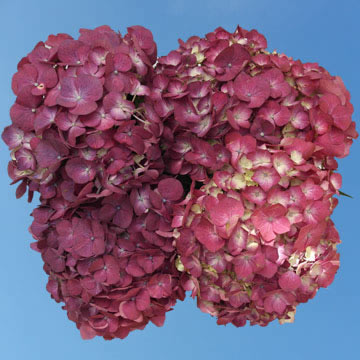 Buy Rasberry Hydrangea Wholesale Flowers Online | GlobalRose