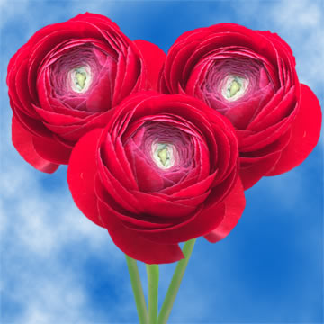 Buy Red Ranunculus Flowers Best Price | GlobalRose