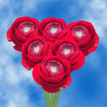 Buy Red Ranunculus Flowers Best Price | GlobalRose
