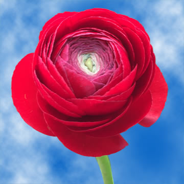 Buy Red Ranunculus Flowers Best Price | GlobalRose