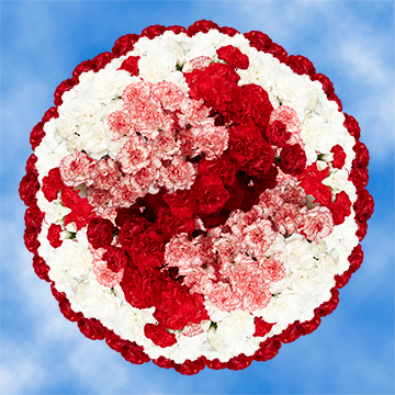 Cheap Christmas Color Spray Carnation Flowers | GlobalRose