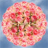 Malibu Roses | Global Rose