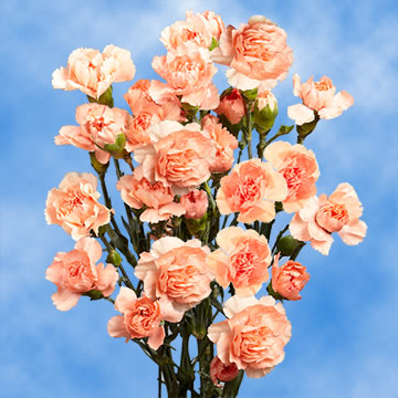 Cheap Orange Mini Carnations | GlobalRose