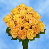 Multi Colored Roses Overnight | GlobalRose