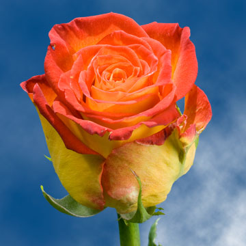 Circus Rose | Global Rose