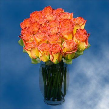 Circus Rose | Global Rose