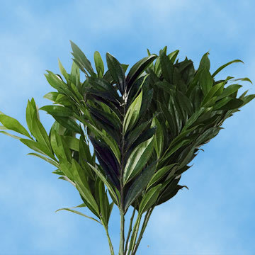 Cocculus Laurifolius Floral Greenery Bulk | GlobalRose