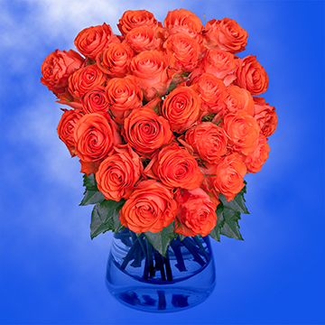 Coral Colored Roses | GlobalRose