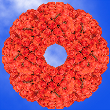 Coral Colored Roses | GlobalRose
