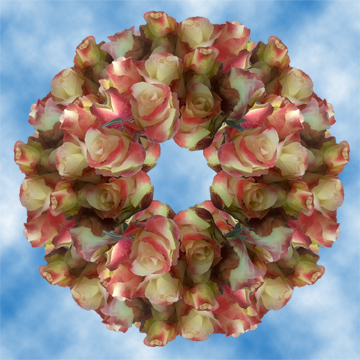 Cream Yellow Roses Pink Edges | GlobalRose