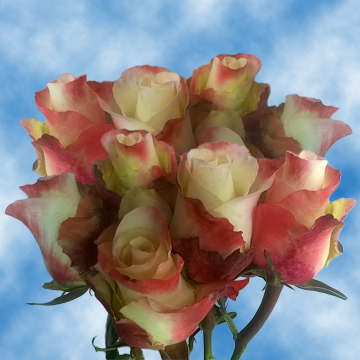 Cream Yellow Roses Pink Edges | GlobalRose