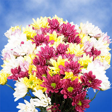 Daisy Pom Poms Bouquet Flowers | GlobalRose