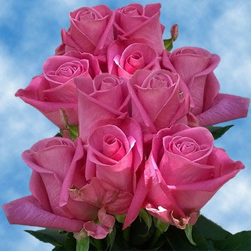 deep-dark-liliac-roses | GlobalRose