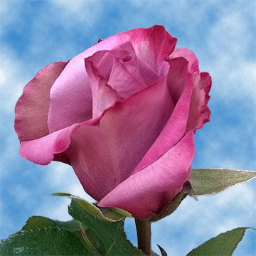 deep-dark-liliac-roses | GlobalRose