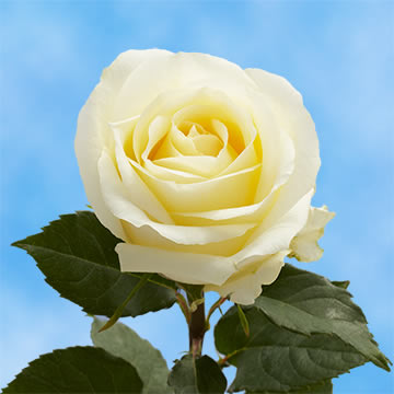 Dozen Roses Ivory | GlobalRose