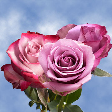 Dozen Roses Lavender | GlobalRose